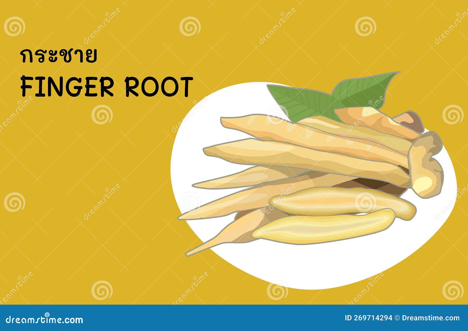 Finger Root is an Ingredient for Thai Food Stock Illustration ...