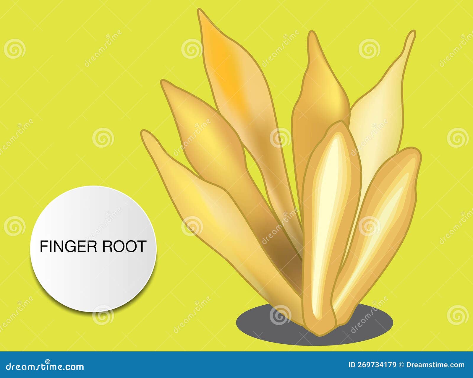 Finger Root is an Ingredient for Thai Food Stock Illustration ...