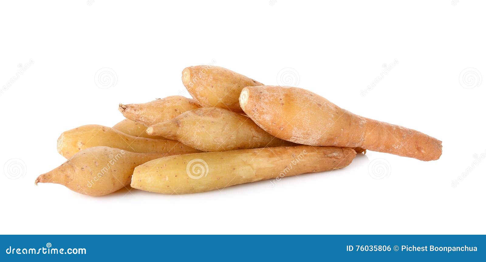 Finger Root Or Chinese Ginger Boesenbergia Rotunda A Medicinal And ...