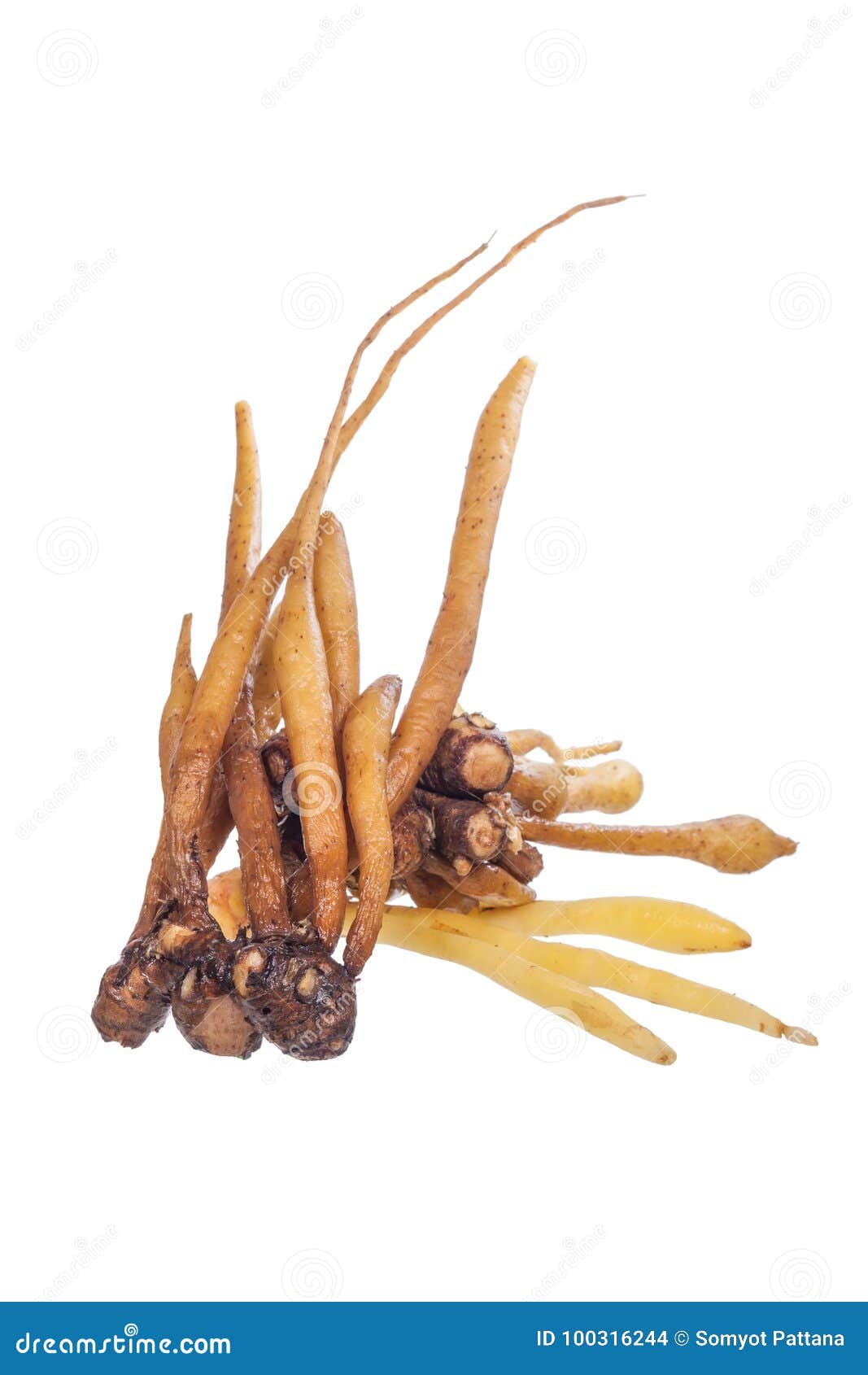 Finger Root stock photo. Image of herb, spice, root - 100316244