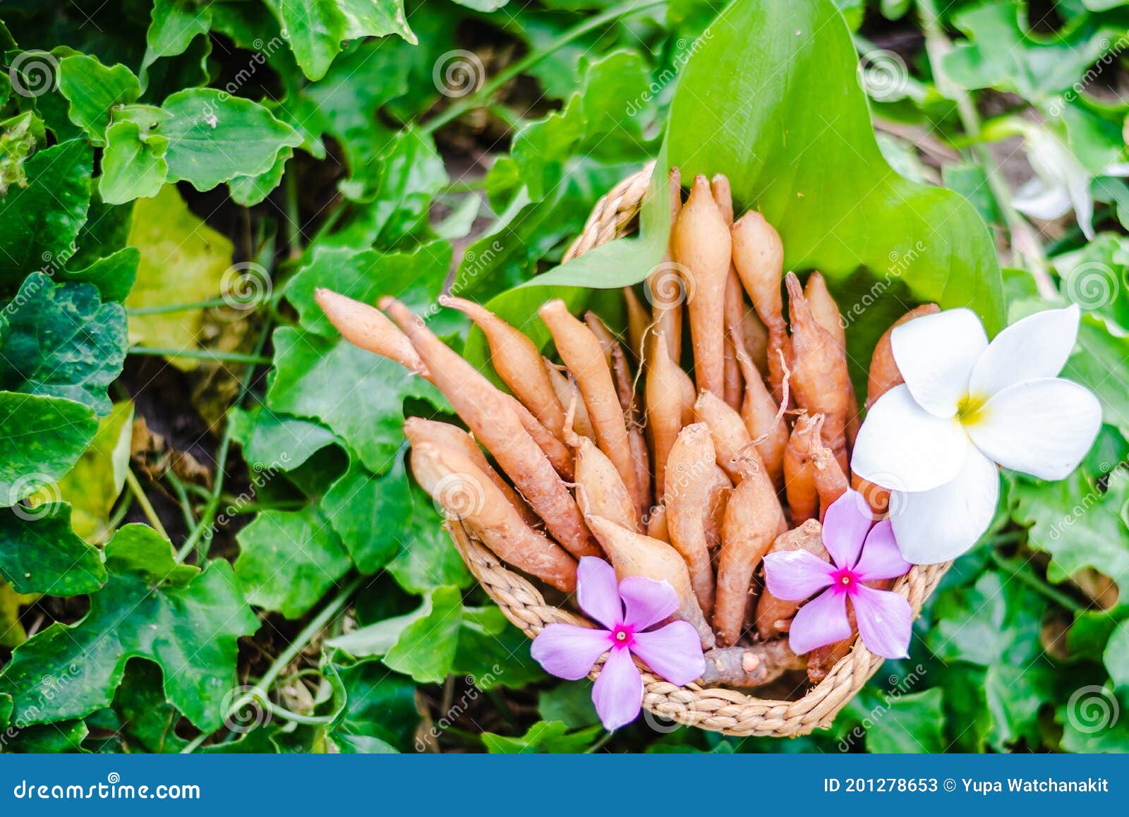 Finger Root Krachai Thai Herb Stock Image - Image of vegetable, healthy ...