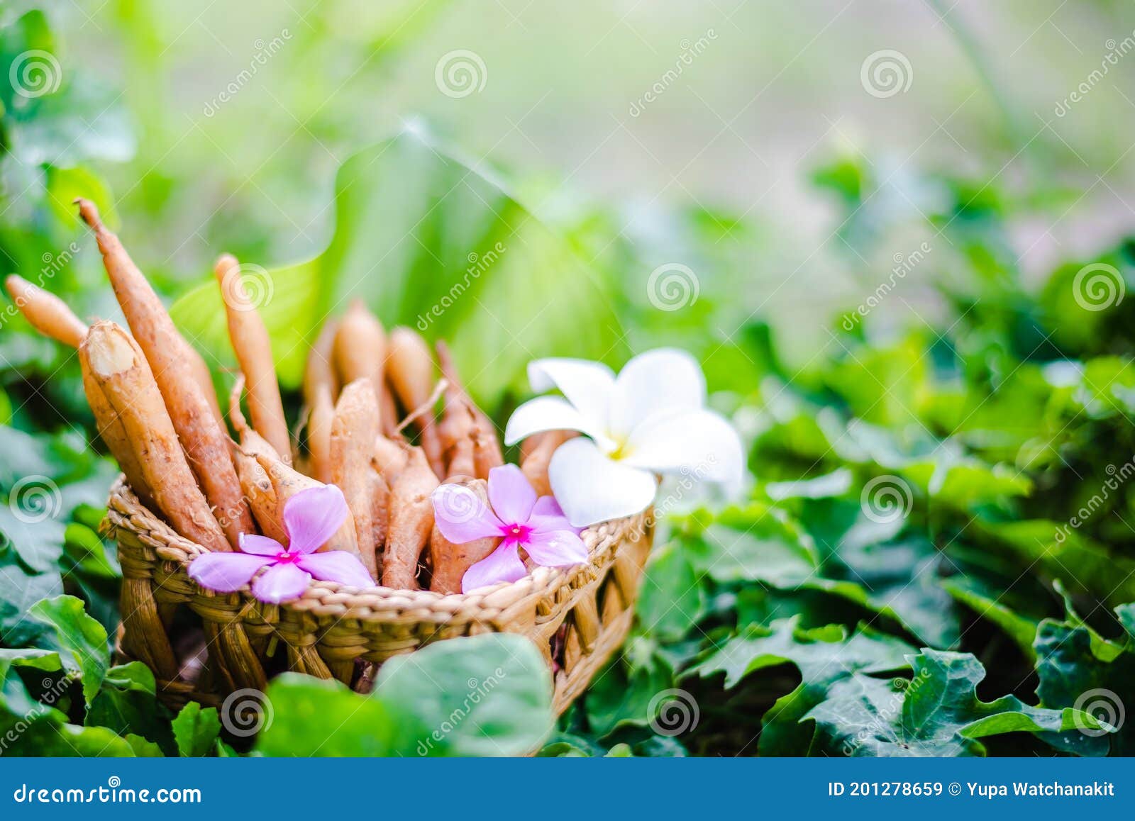 Finger Root Krachai Thai Herb Stock Image - Image of medicinal ...