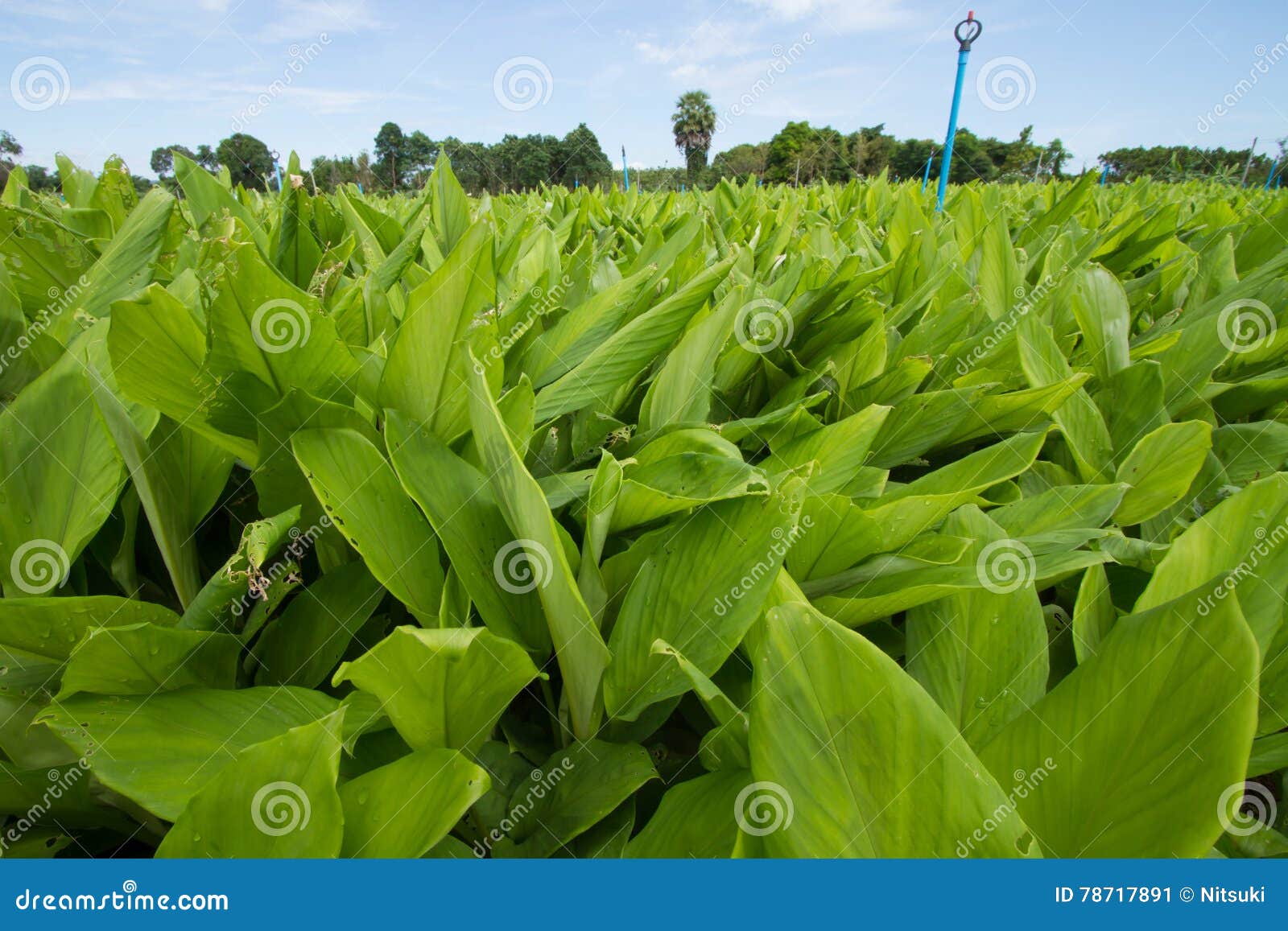 Finger Root Or Chinese Ginger Boesenbergia Rotunda A Medicinal And ...