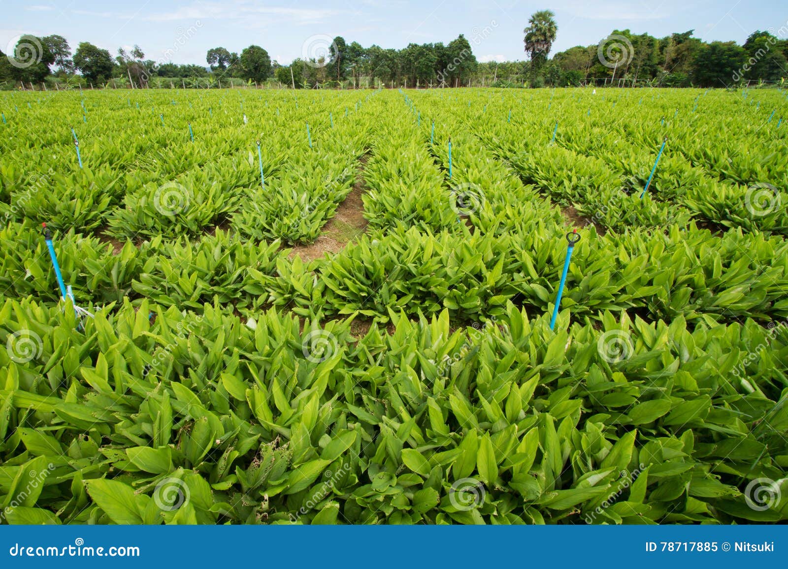 Finger Root Tree Organic Herbs Farm Stock Image - Image of tree, fields ...