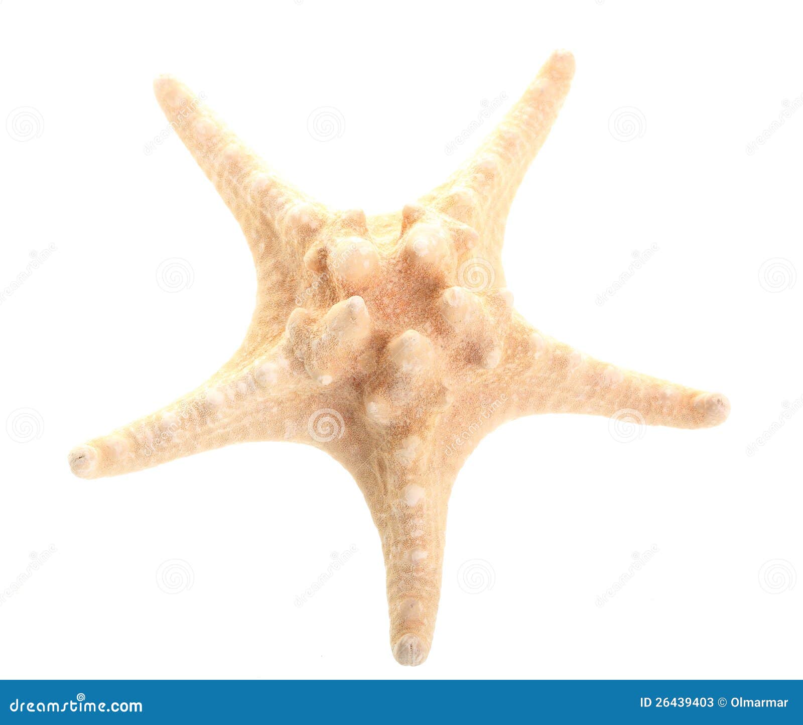Finger Starfish Isolated on White. Sea Stars and Shells Stock Image ...