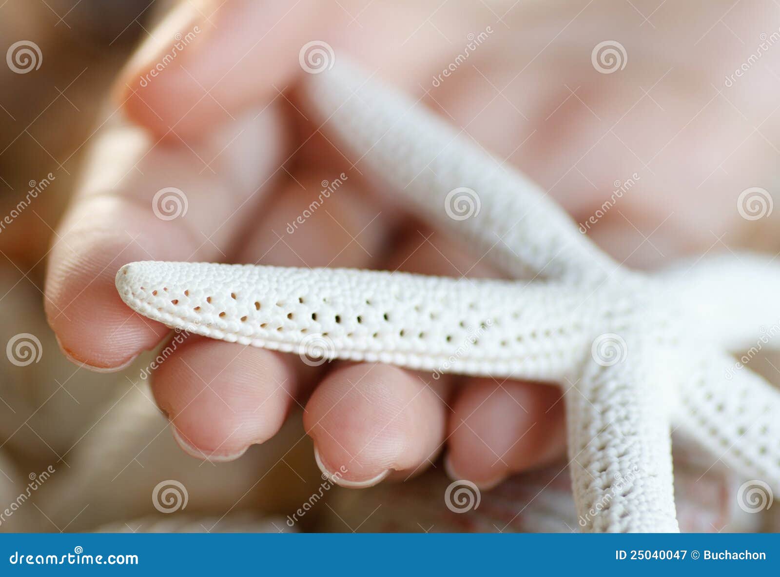 Finger Starfish Isolated On White. Sea Stars And Shells Stock Image ...