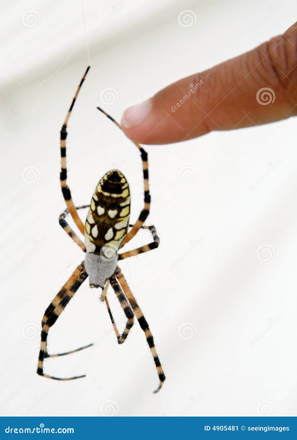 Finger touching spider stock image. Image of passive, concepts - 4905481
