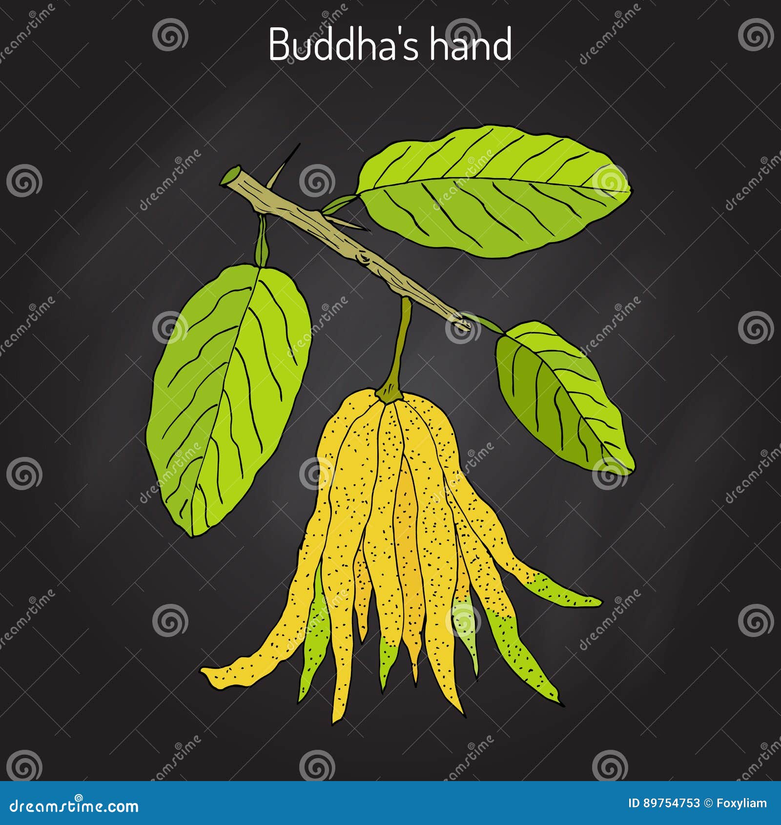 Fingered Citron , Citrus Medica , or Buddha S Hand - Exotic Fruit Stock ...