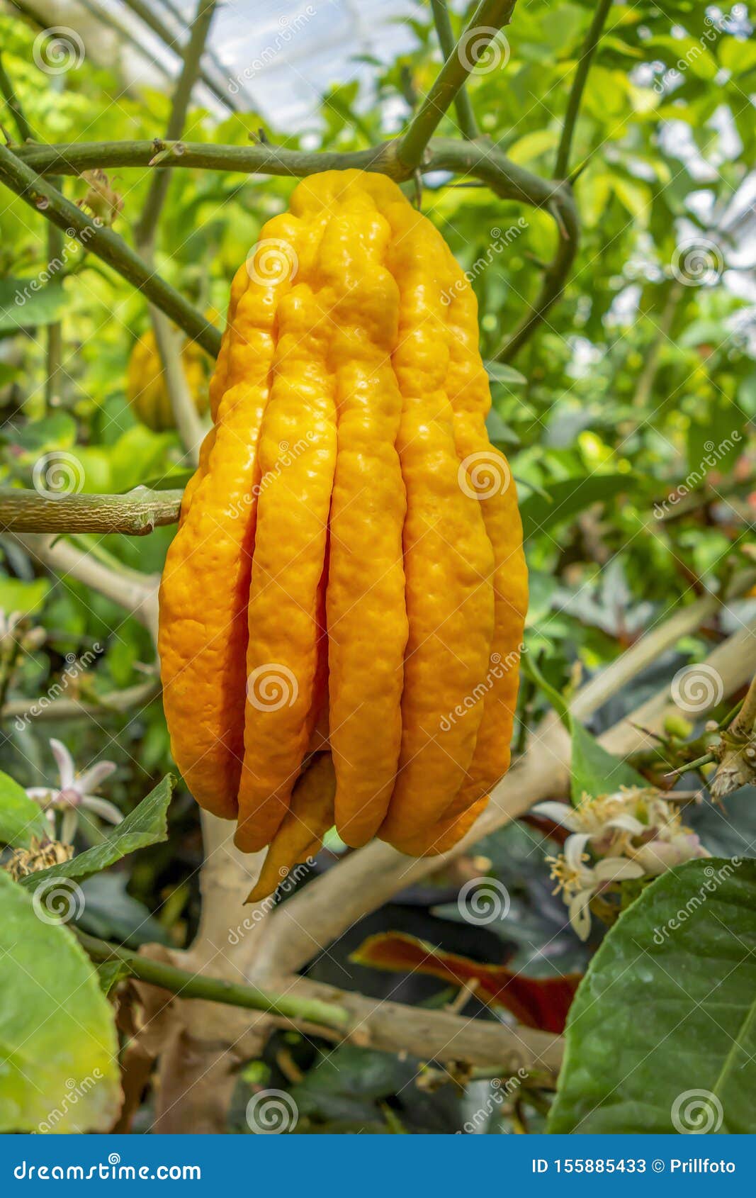 Fingered citron fruit stock image. Image of foliage - 155885433