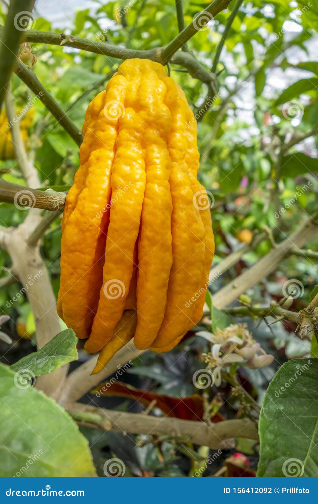 Fingered citron fruit stock photo. Image of fruit, medica - 156412092
