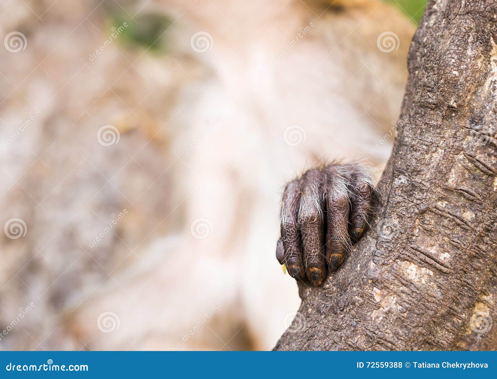 Fingeres De La Mano Del Mono Foto de archivo - Imagen de chimpancé ...