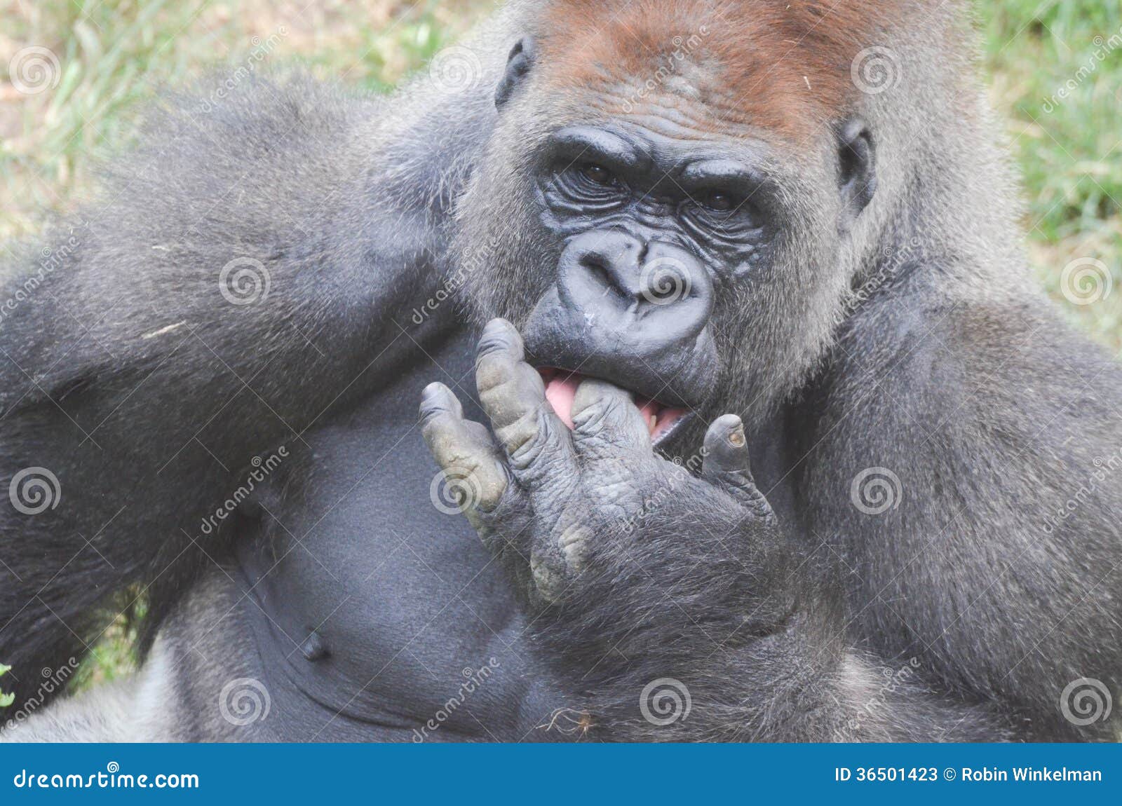 Fingeres del gorila imagen de archivo. Imagen de gorila - 36501423