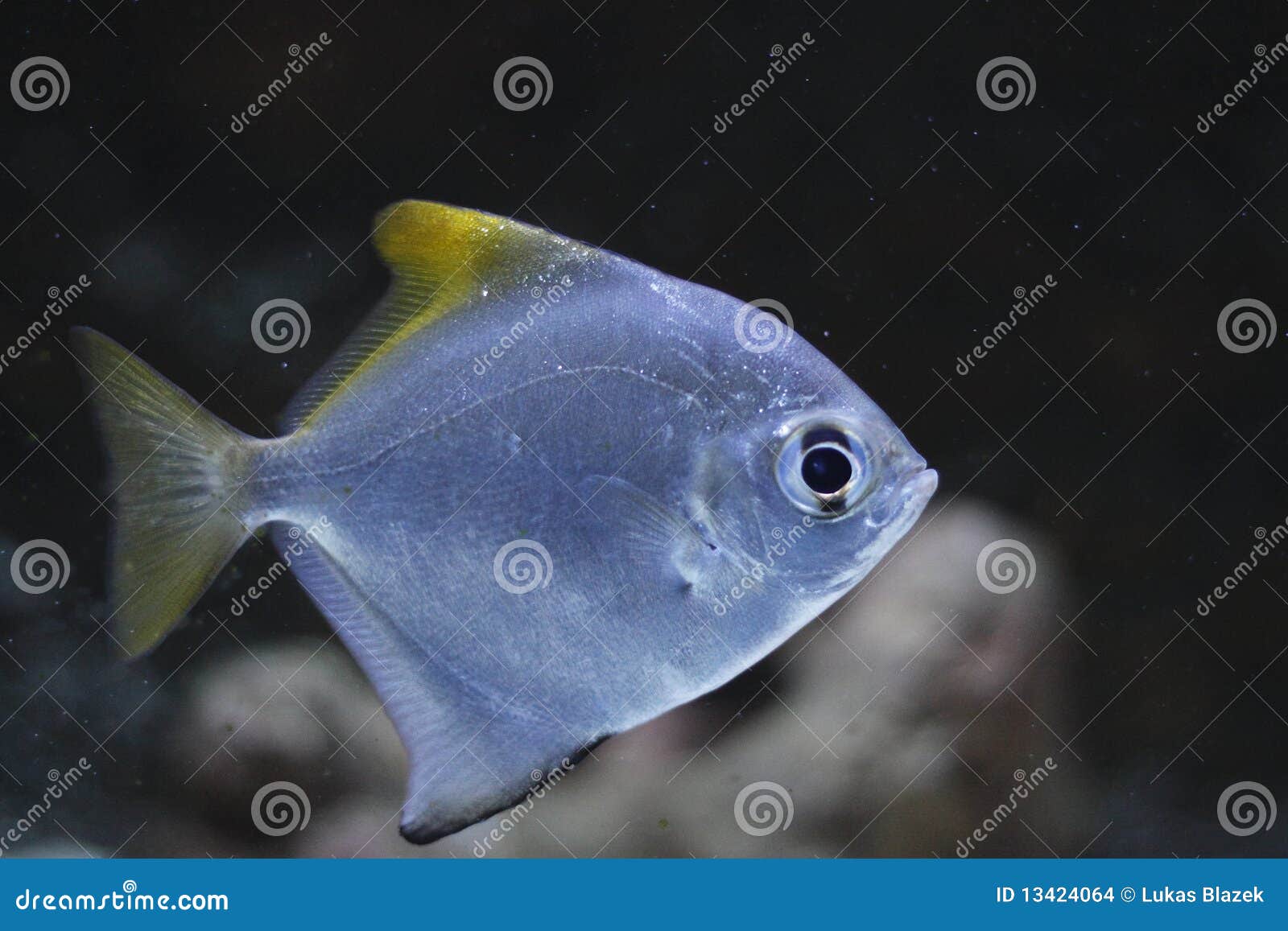 Fingerfish stock photo. Image of active, silver, argenteus - 13424064