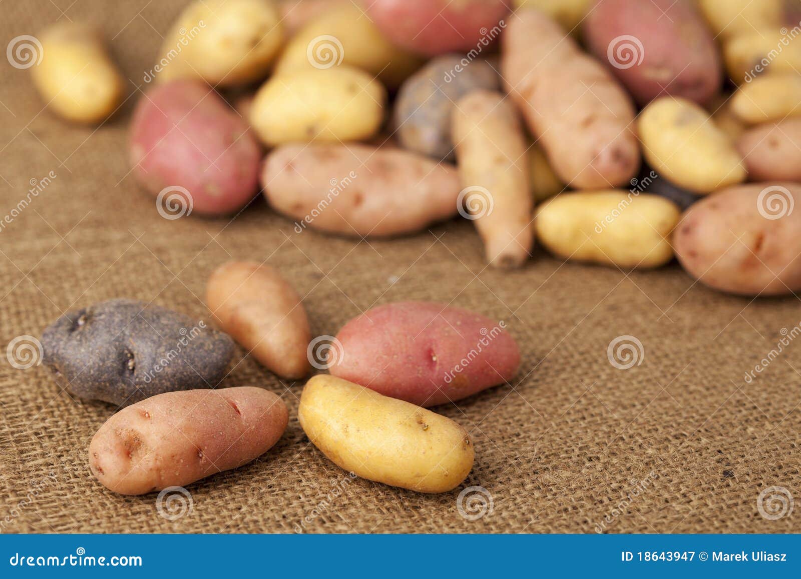 Fingerling potato variety stock image. Image of food - 18643947