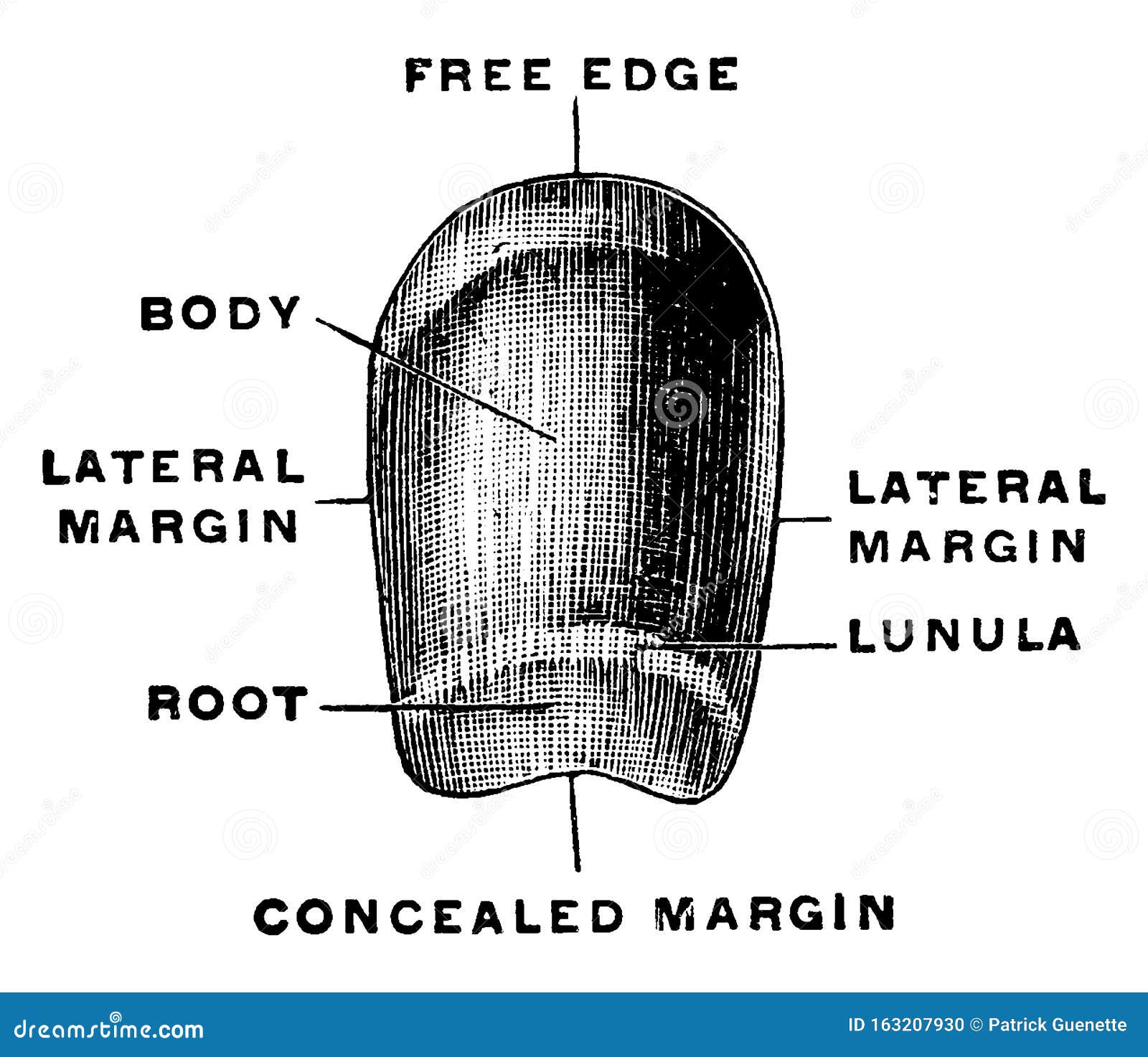 Fingernail, Vintage Illustration Stock Vector - Illustration of vintage ...