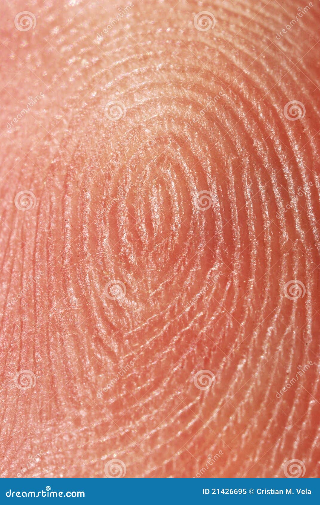 Detail Of A Fingerprint Showing Texture Royalty-Free Stock Image ...