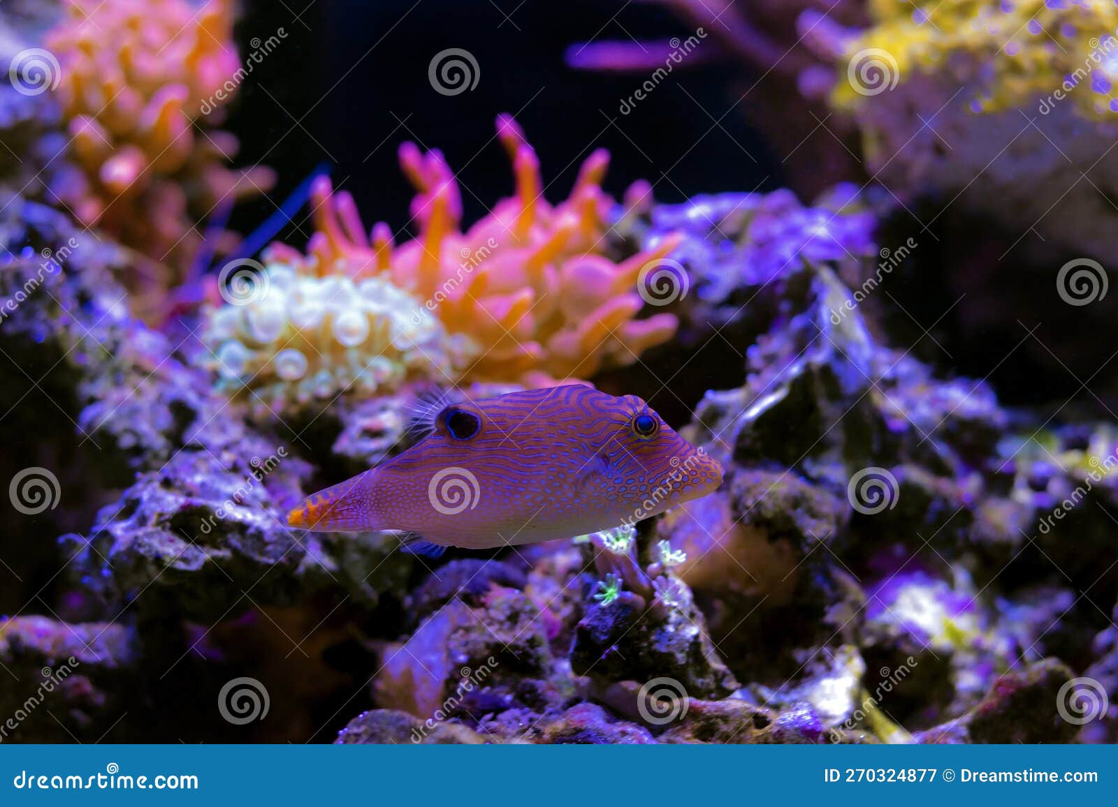 Fingerprint Compressed Toby Puffer Fish - Canthigaster Compressa Stock ...