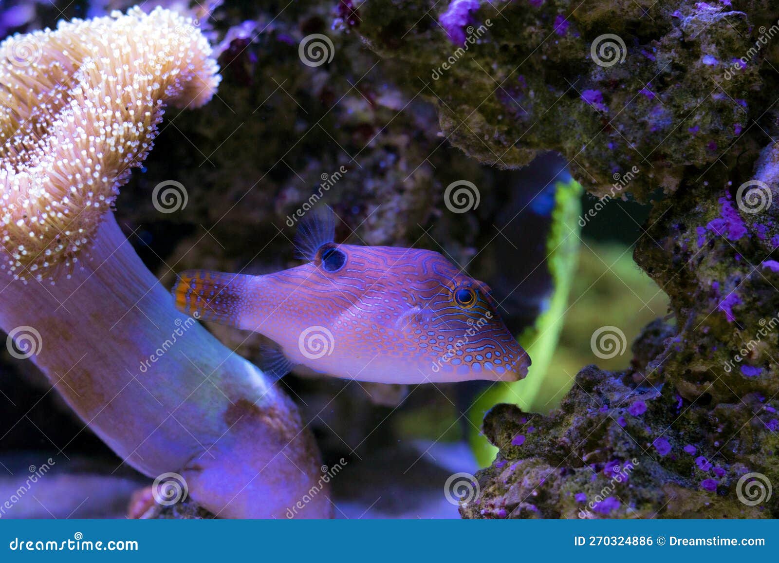 Fingerprint Compressed Toby Puffer Fish - Canthigaster Compressa Stock ...