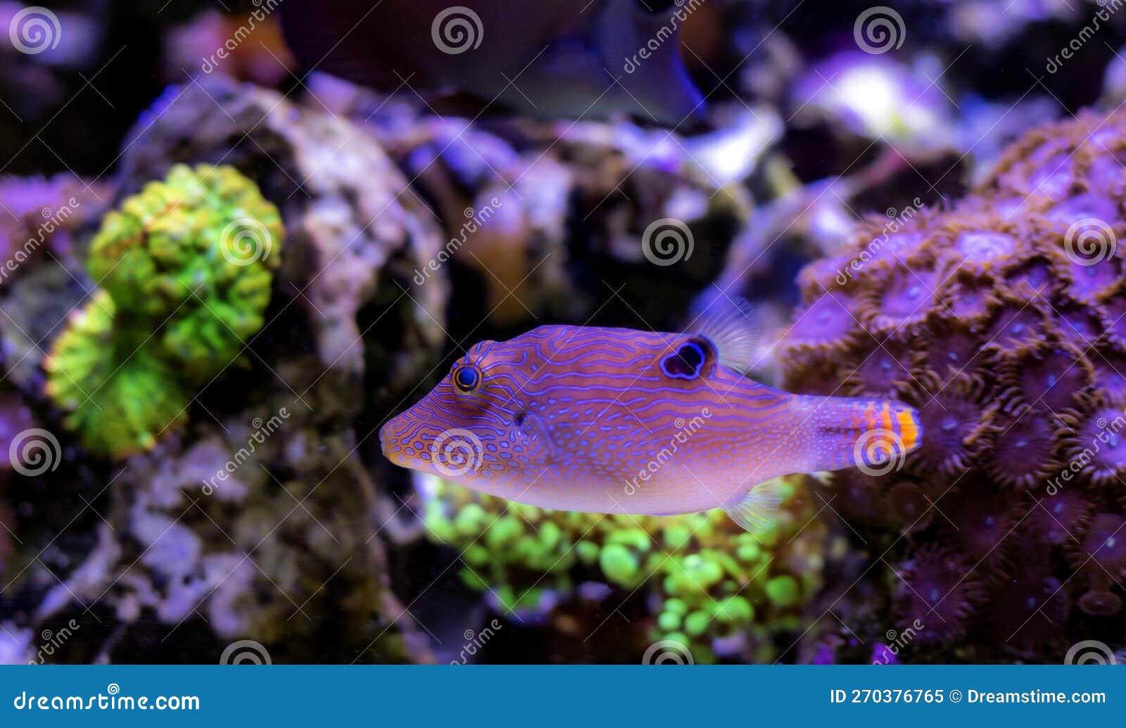 Fingerprint Compressed Toby Puffer Fish - Canthigaster Compressa Stock ...