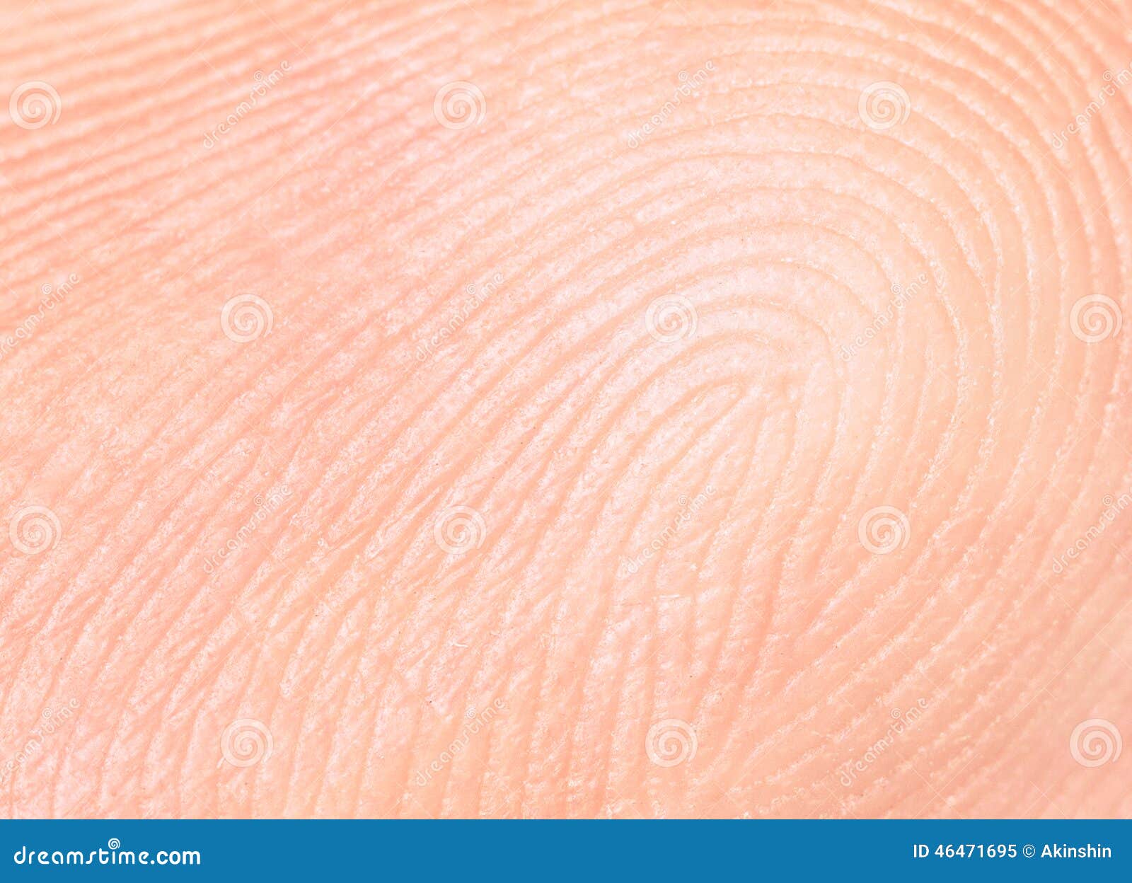 Fingerprint, Papillary Lines Stock Image - Image of closeup, print ...