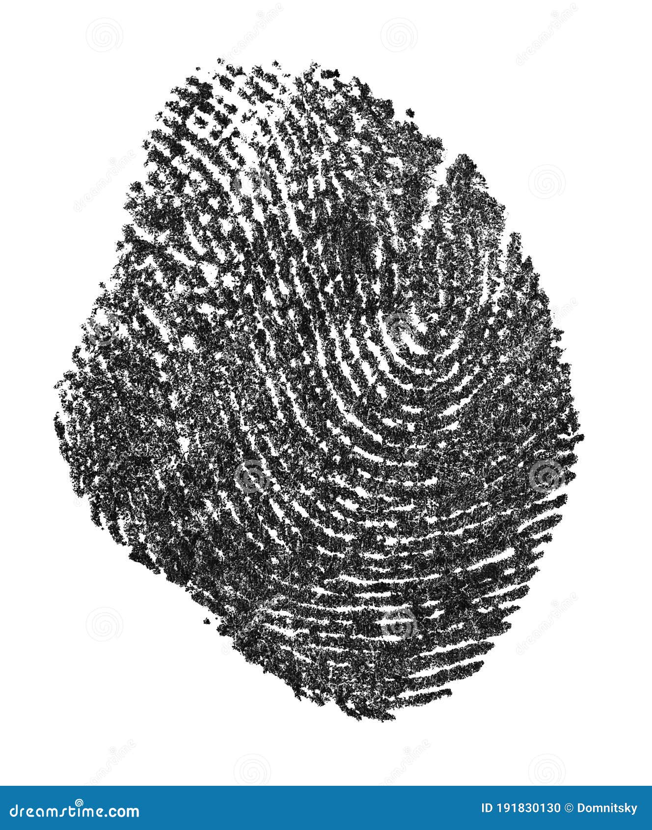 Fingerprint Pattern Isolated on White Background. Real Fingerprint ...