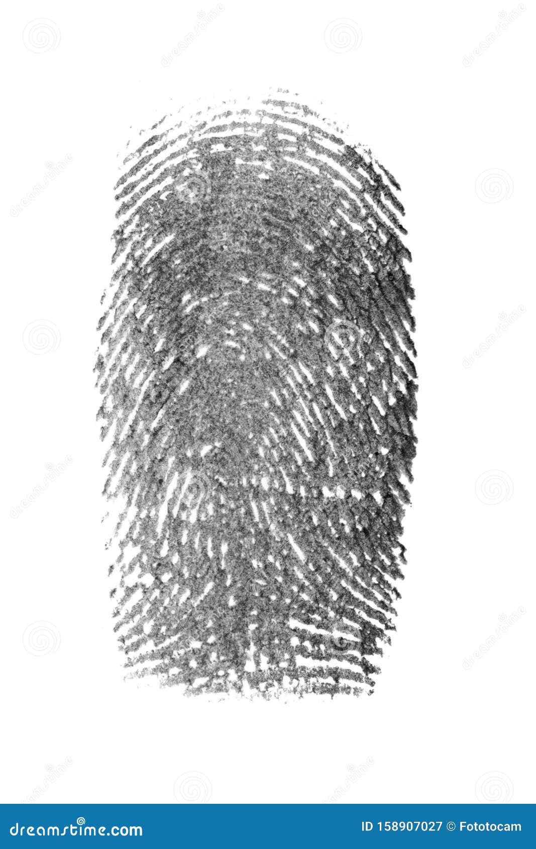 Fingerprint Pattern Isolated on White - Image Stock Image - Image of ...