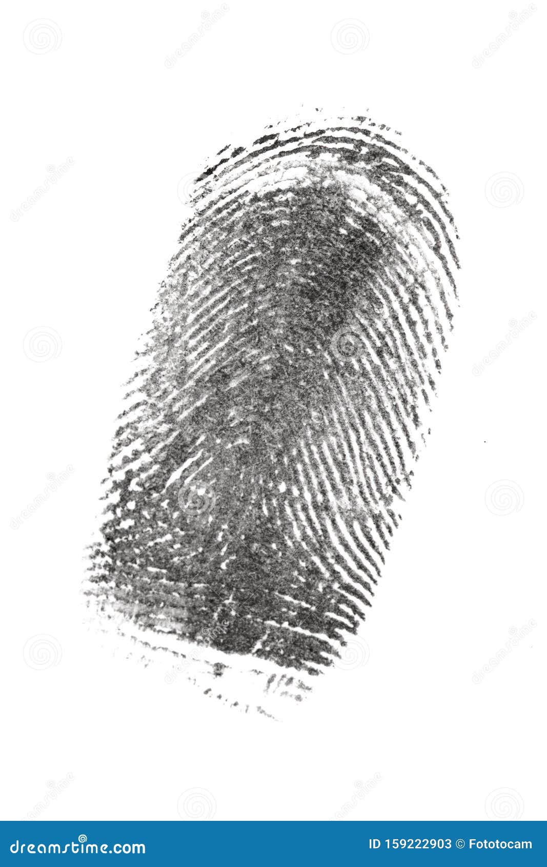 Fingerprint Pattern Isolated on White - Image Stock Image - Image of ...
