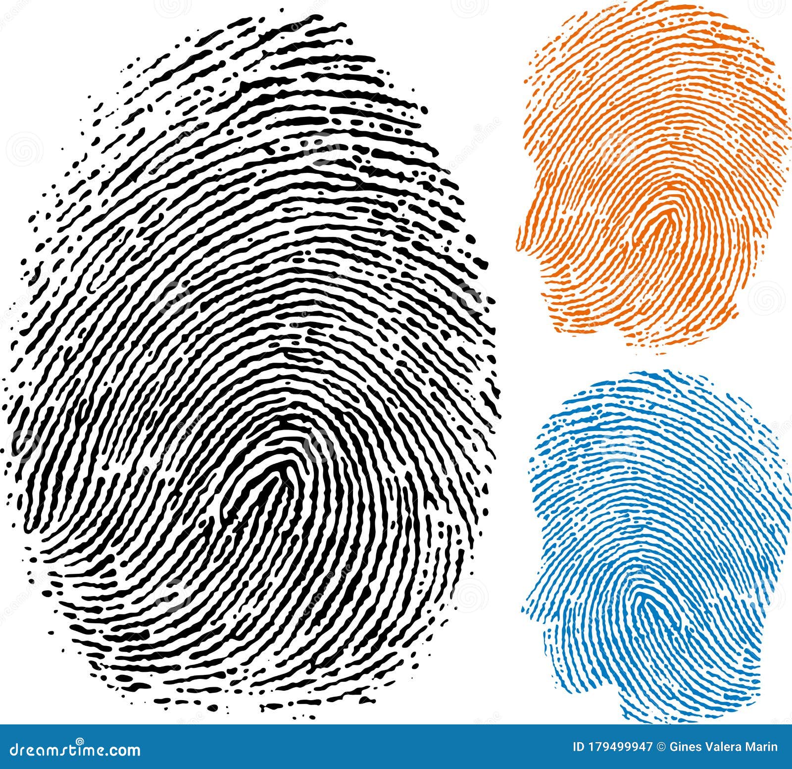 Three Fingerprint Types On White Background. Loop, Whorl, Arch Patterns ...