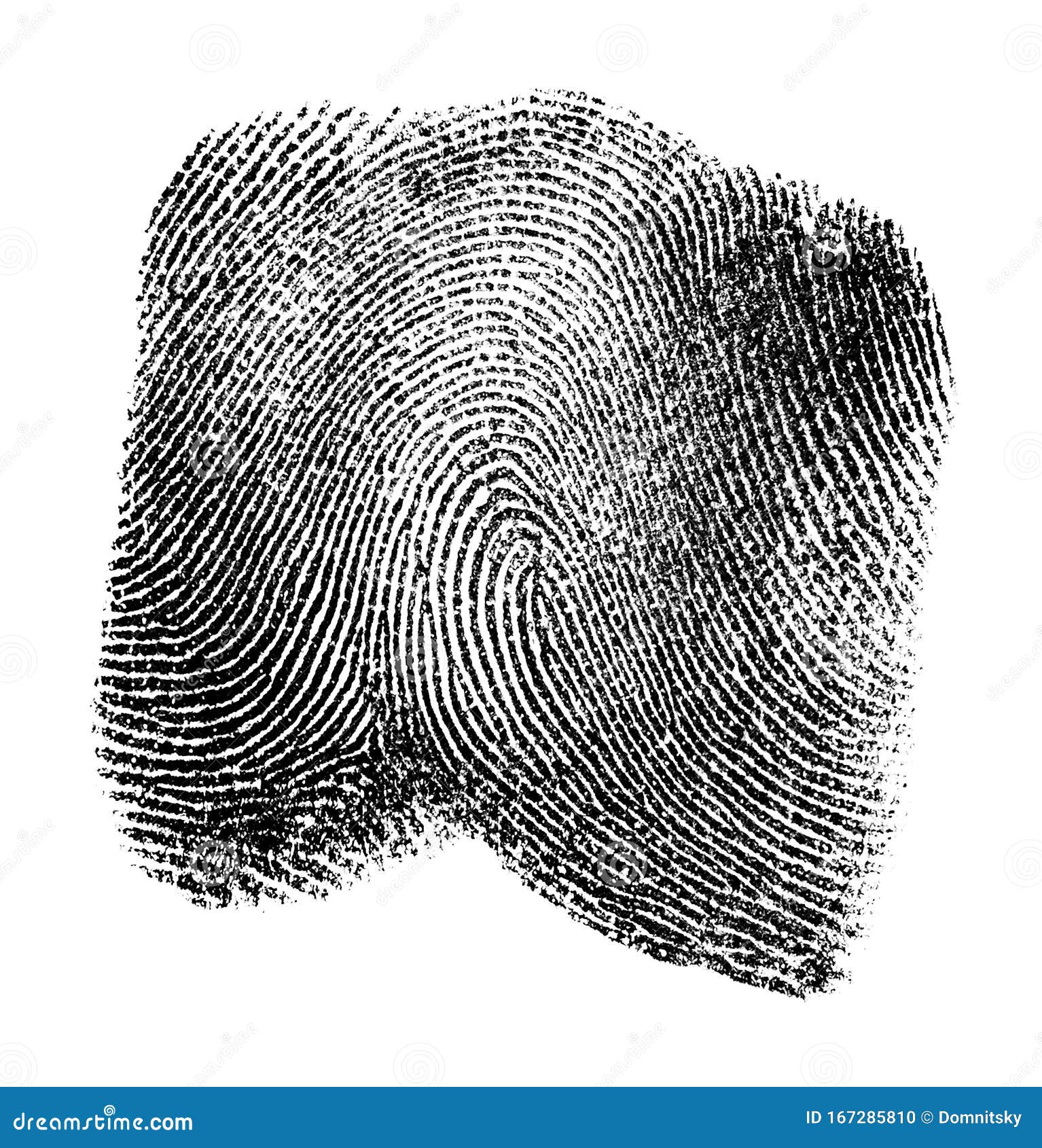 Fingerprint on White Background Stock Illustration - Illustration of ...