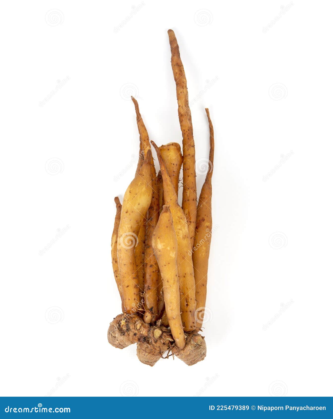 Fingerroot Or Boesenbergia Rotunda Or Chinese Galangal Royalty-Free ...