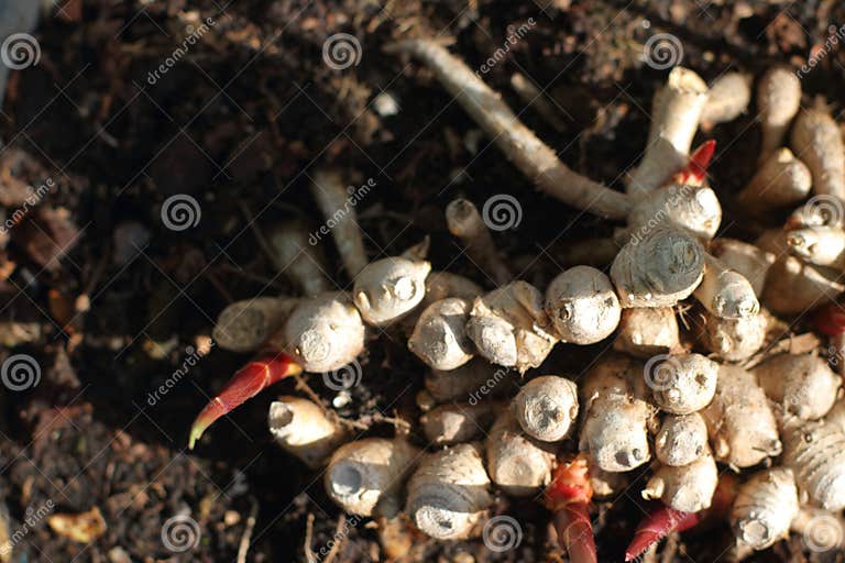 Fingerroot, Chinese Ginger, Chinese Key on the Soil Background Stock ...