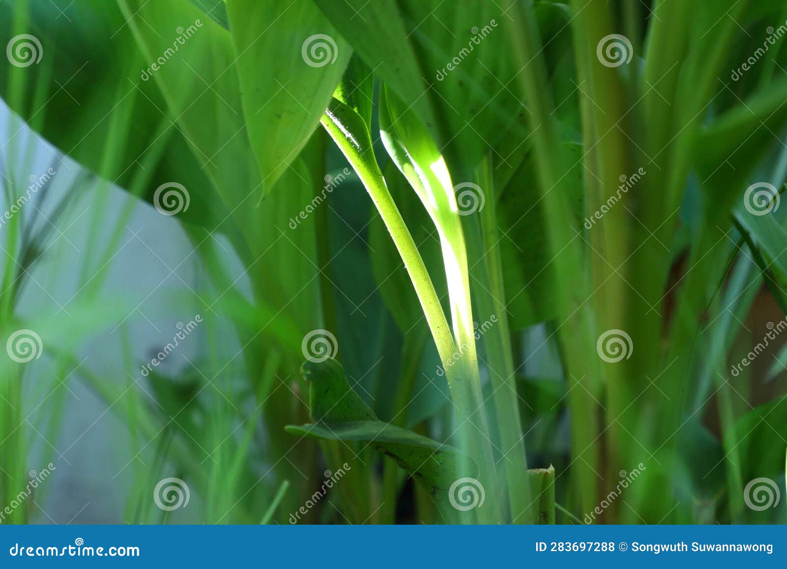Fingerroot, Chinese Ginger, Chinese Keys, Galingale. Silhouette in ...