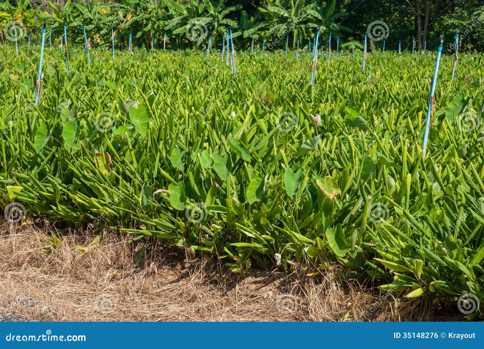 Fingerroot farm stock photo. Image of boesenbergia, food - 35148276