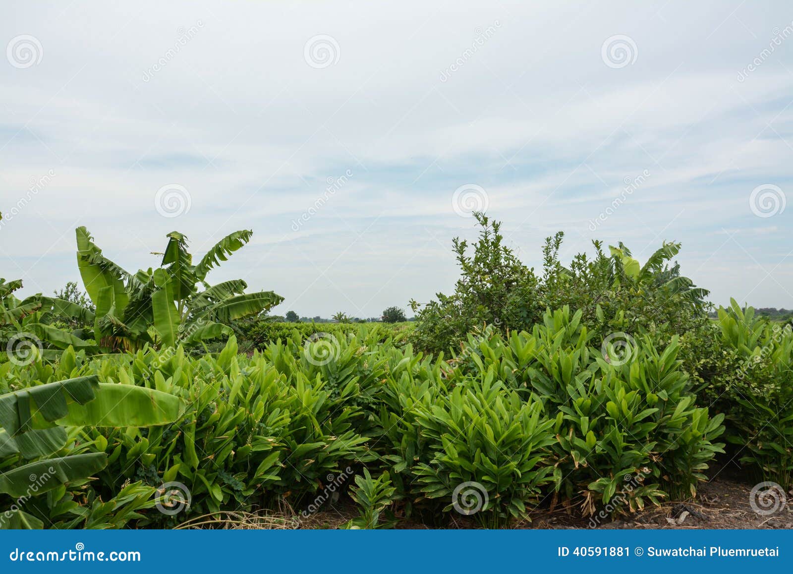 Fingerroot Farm in the Countryside Thailand Stock Image - Image of herb ...