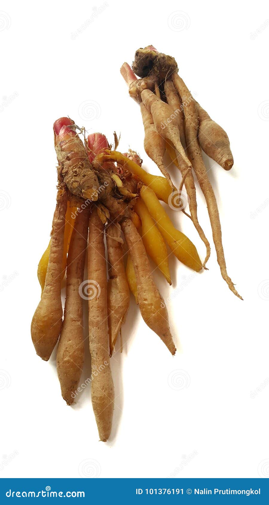 Fingerroot herb stock image. Image of fingerroot, asia - 101376191
