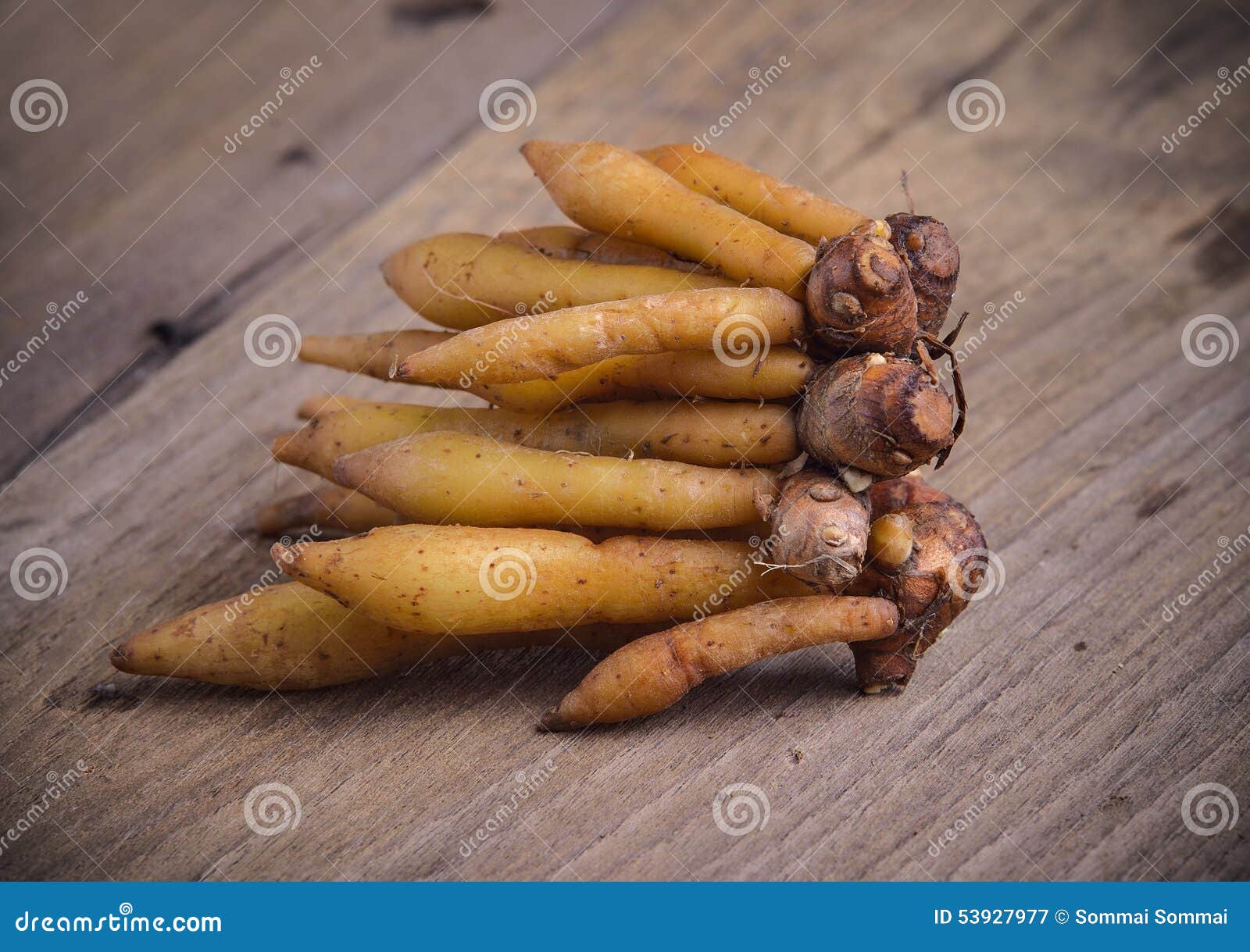 Fingerroot herb on wood stock image. Image of brown, long - 53927977