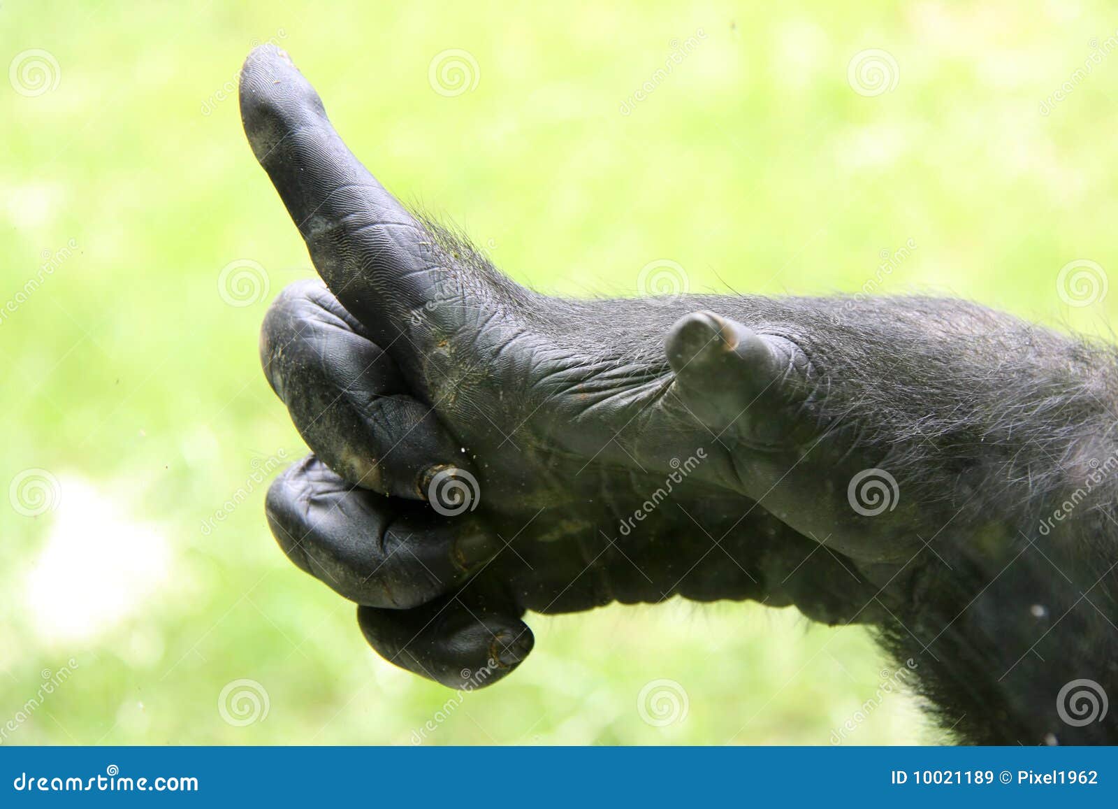 Fingers stock image. Image of primate, finger, hand, stretched - 10021189