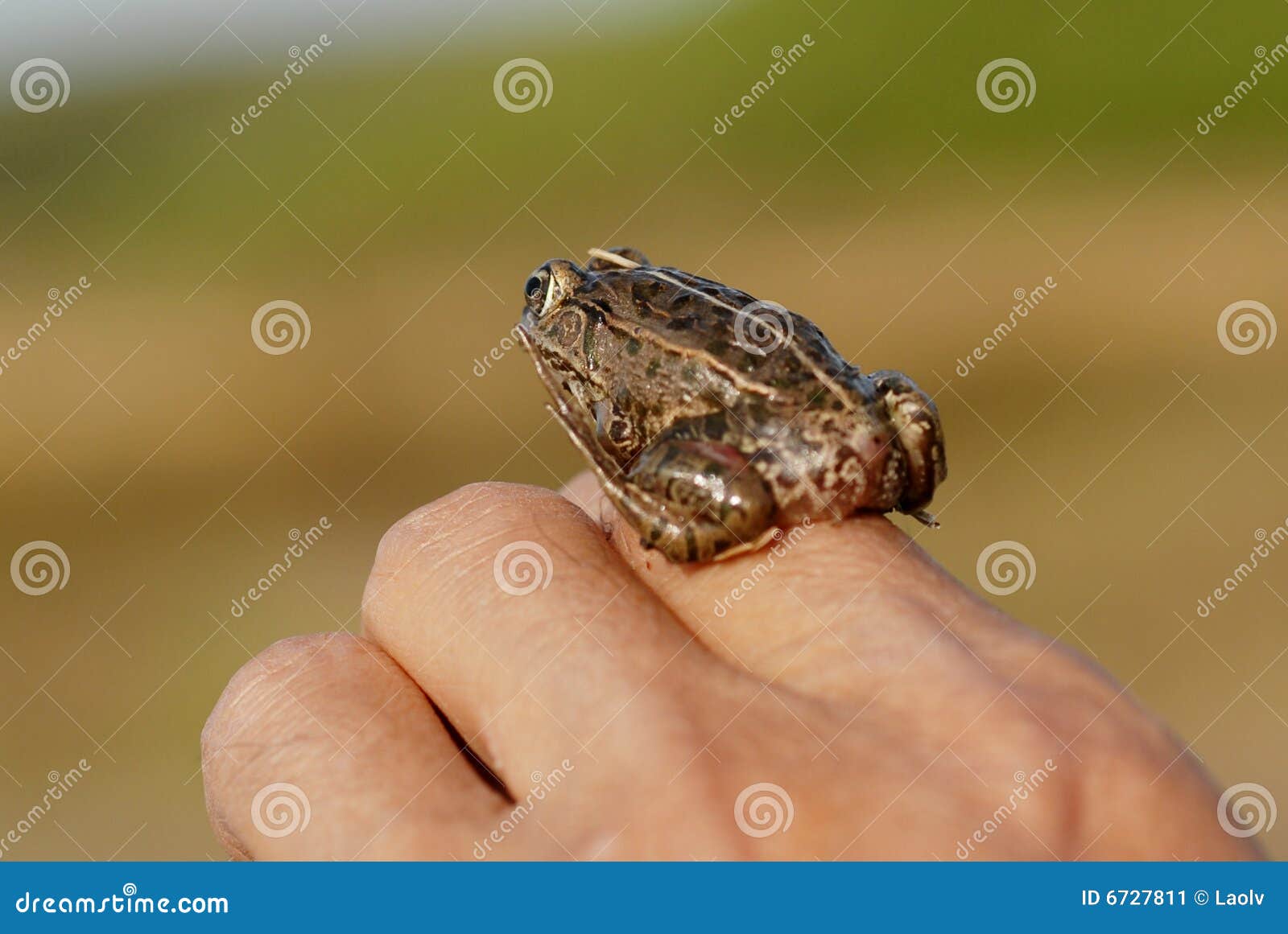 Fingers on the frog stock image. Image of animals, pond - 6727811