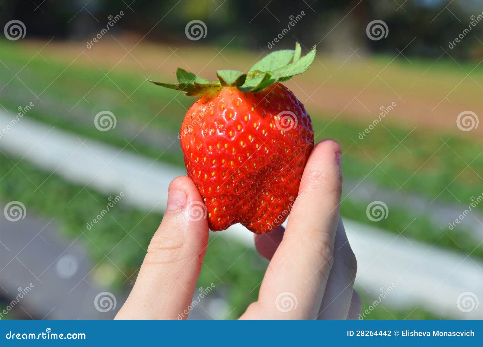 Fingers Hold the Beautiful Fresh Strawberry Stock Photo - Image of ...