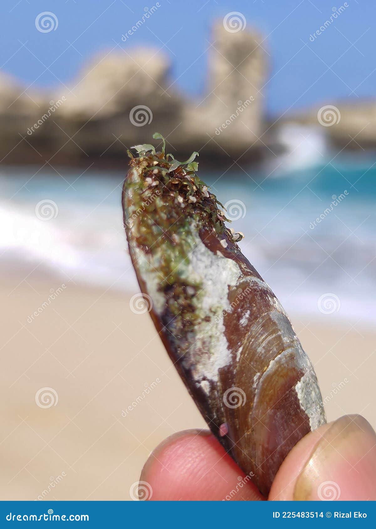 Fingers holding seashells stock photo. Image of produce - 225483514