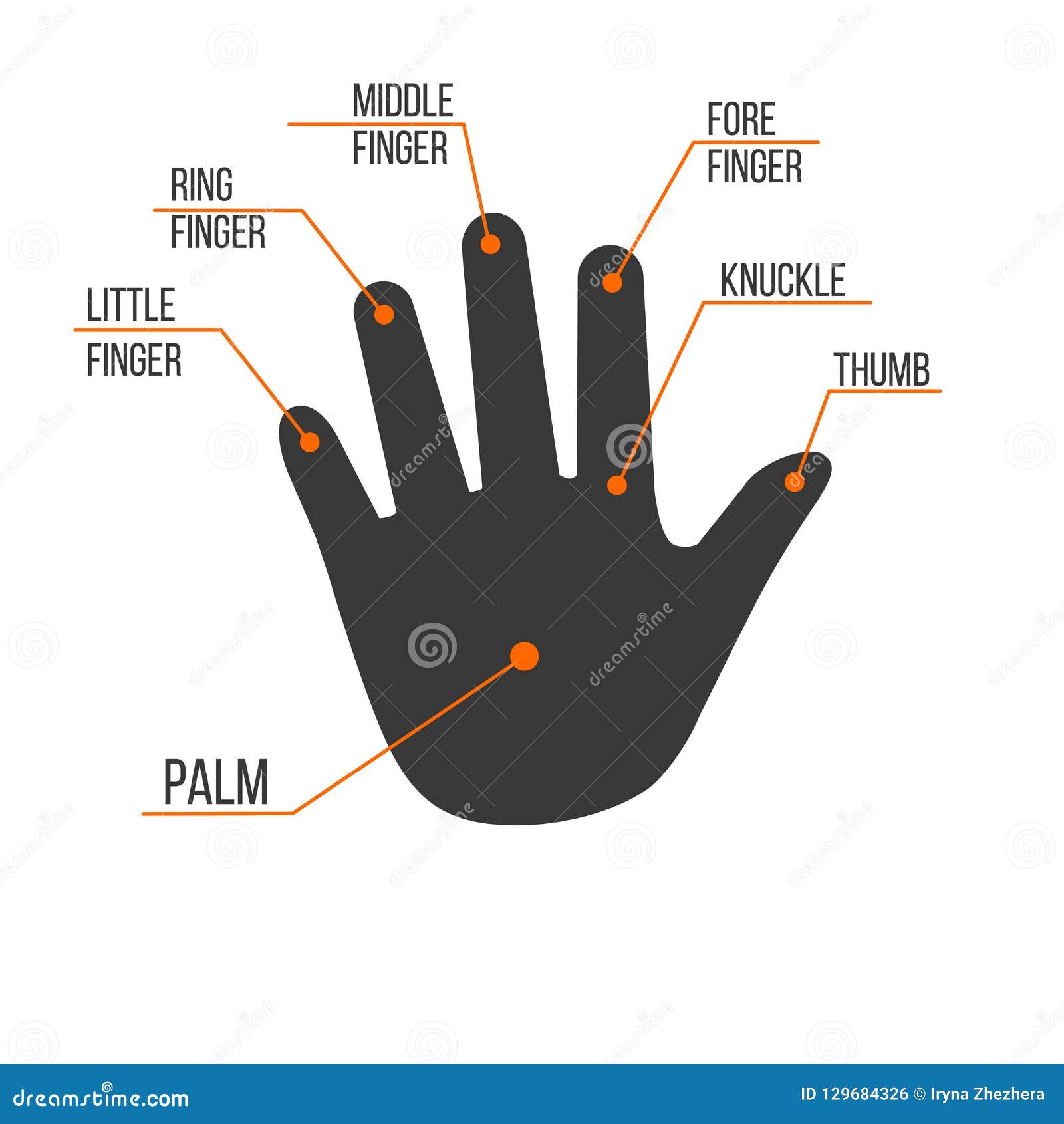 Fingers Names of Human Palm Hand, Vector Illustration Illustration ... Fingers Names of Human Palm Hand, Vector Illustration Illustration ...