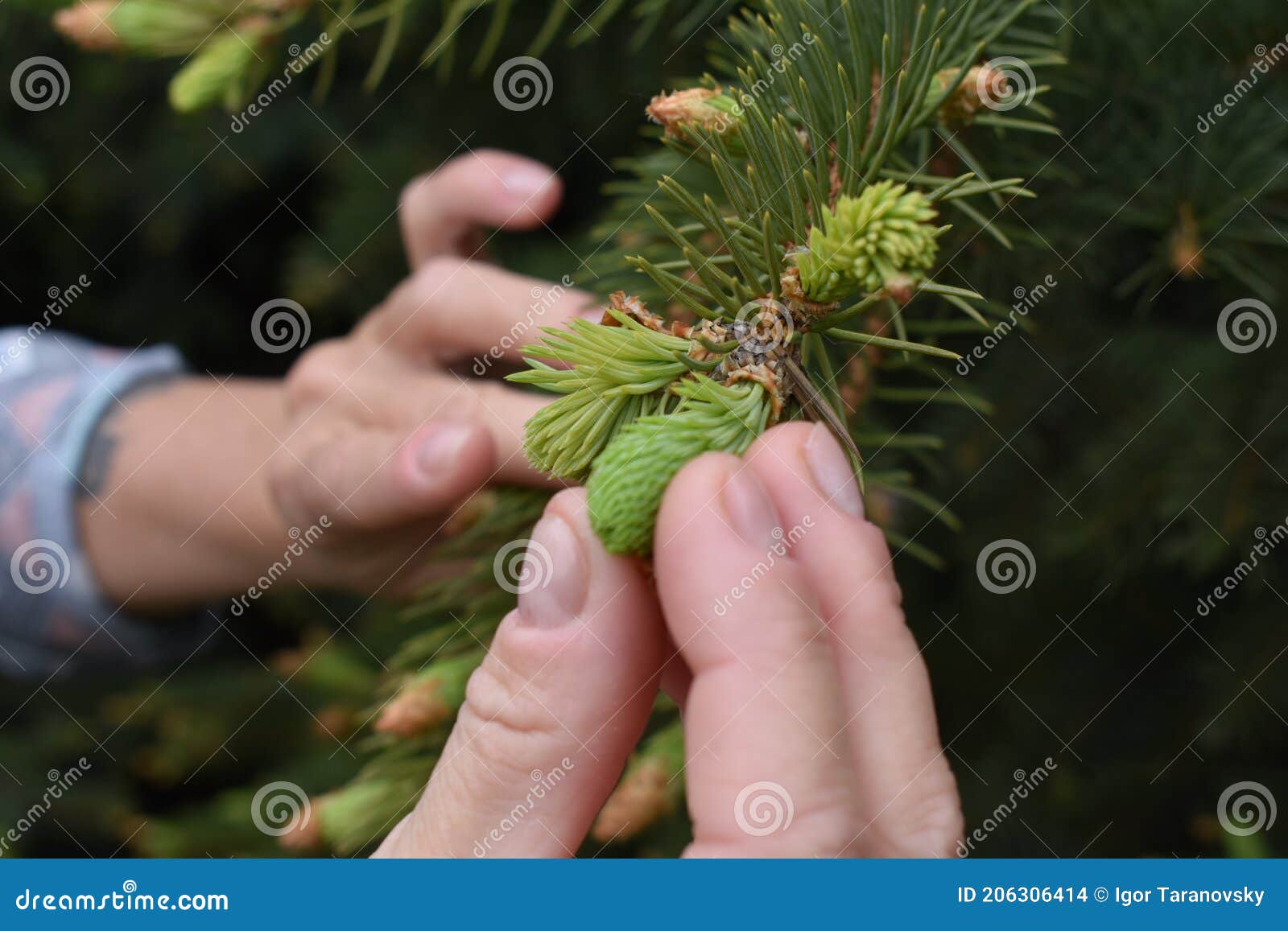 Fingers and a tree stock photo. Image of nails, coniferous - 206306414