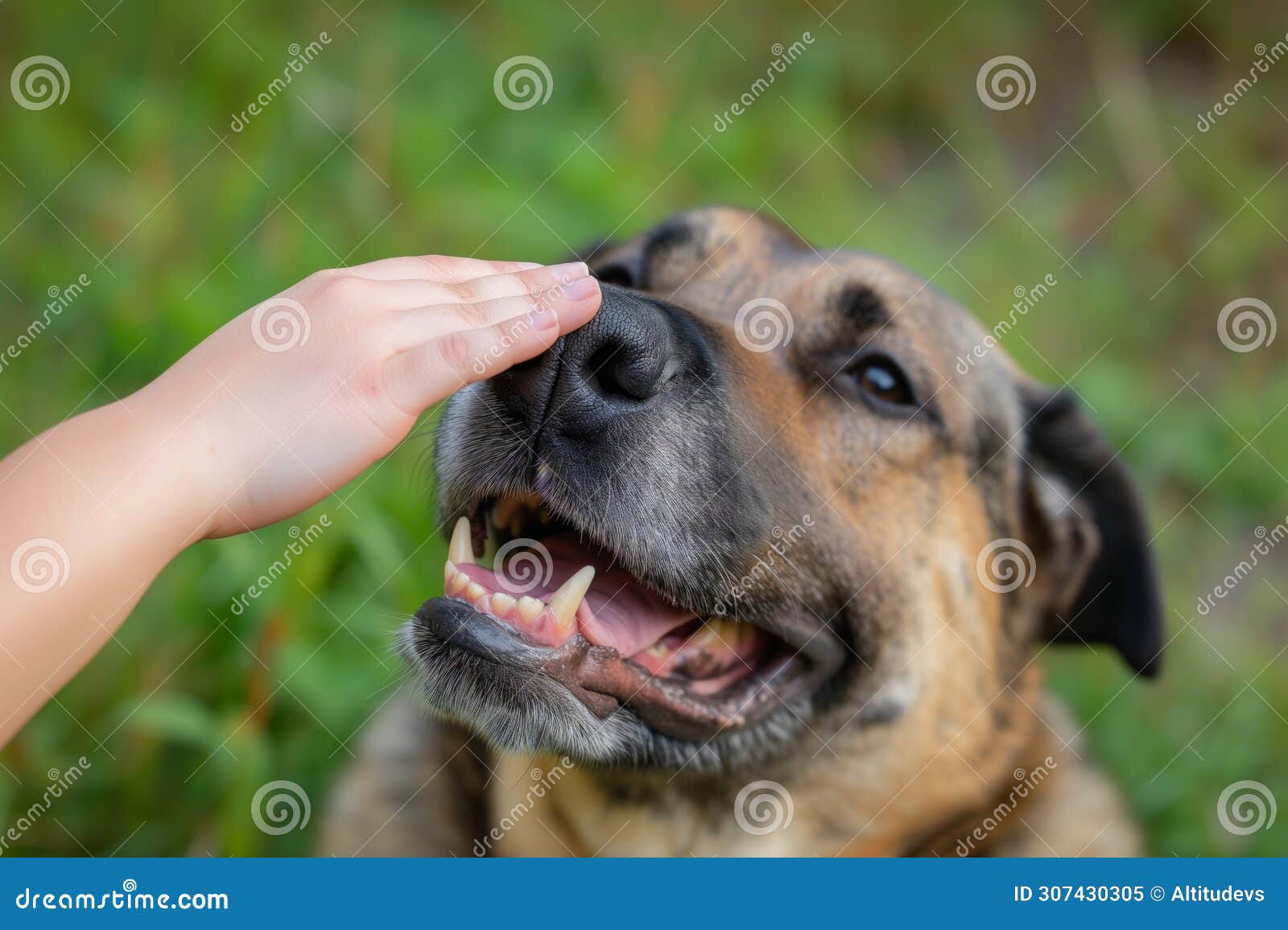 Fingertips Touching a Smiling Mastiffs Nose Outdoors Stock Image ...