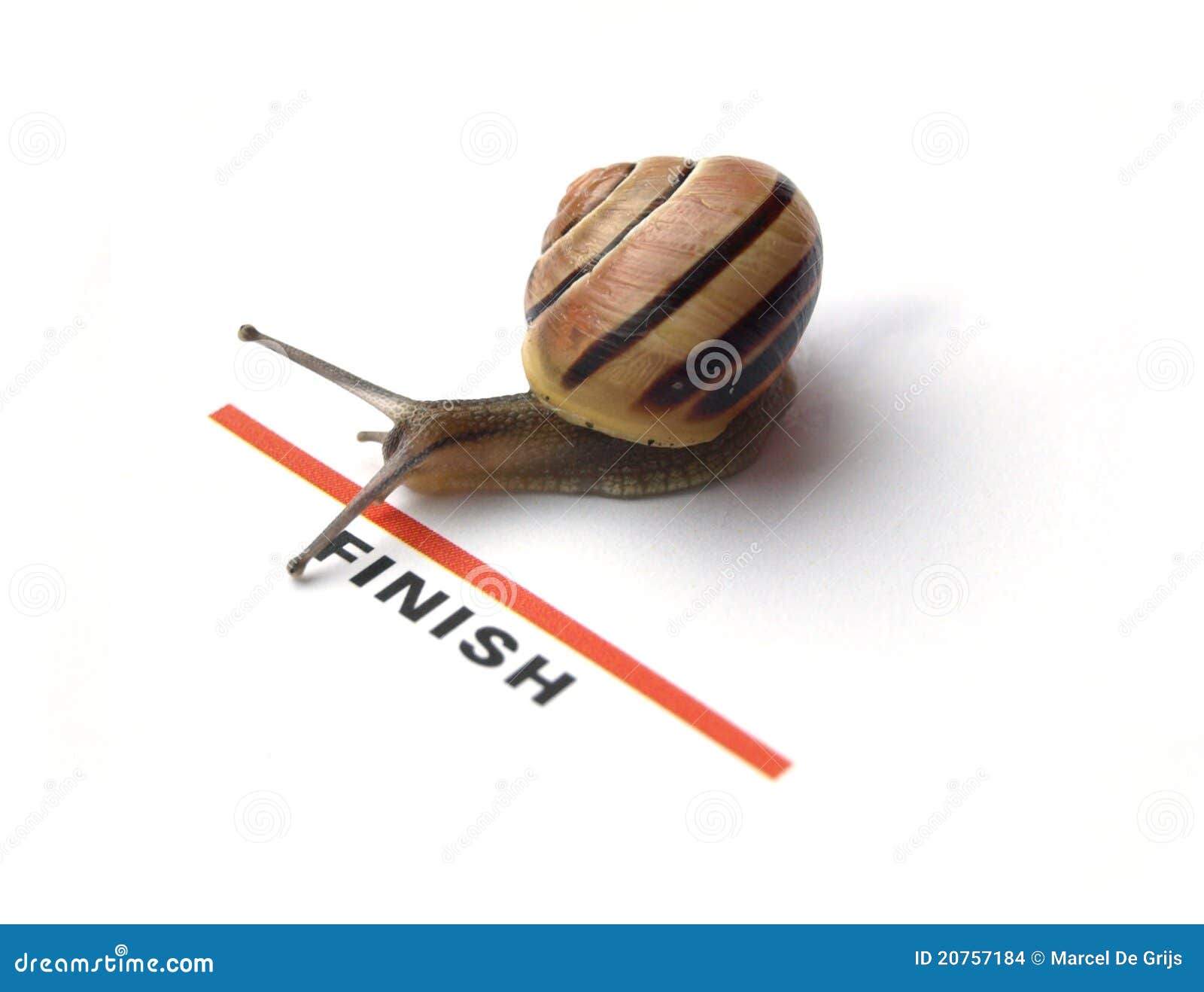 Finish stock photo. Image of snail, reach, finally, compete - 20757184
