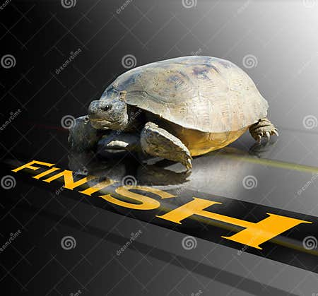 Finish line stock photo. Image of line, crossing, species - 6257692