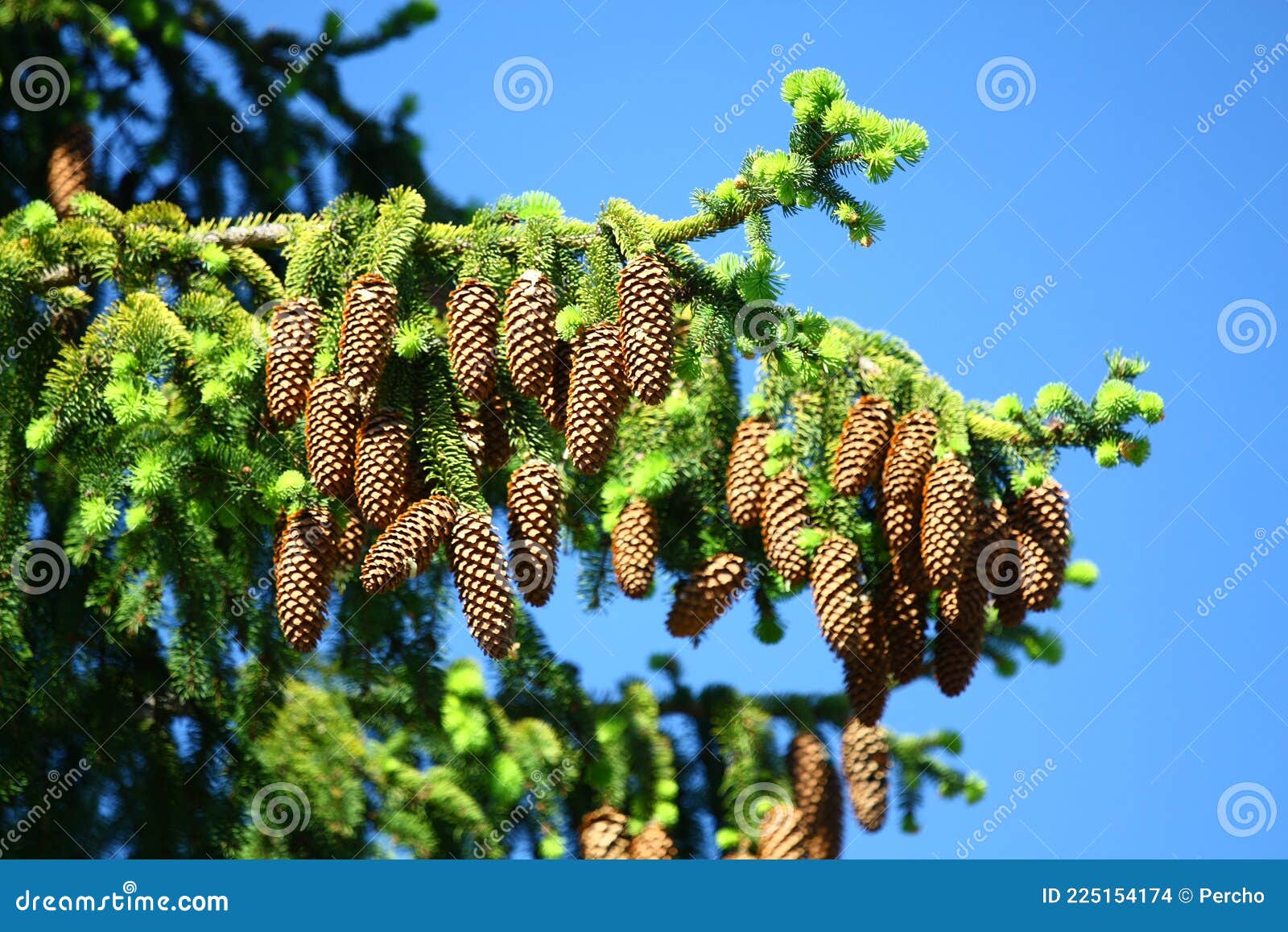 Spruce cones stock photo. Image of needles, sunny, tree - 225154174