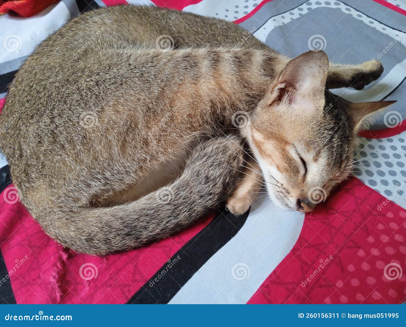 Finished Eating, the Cute Cat is Sleeping on the Blanket Stock Image ...