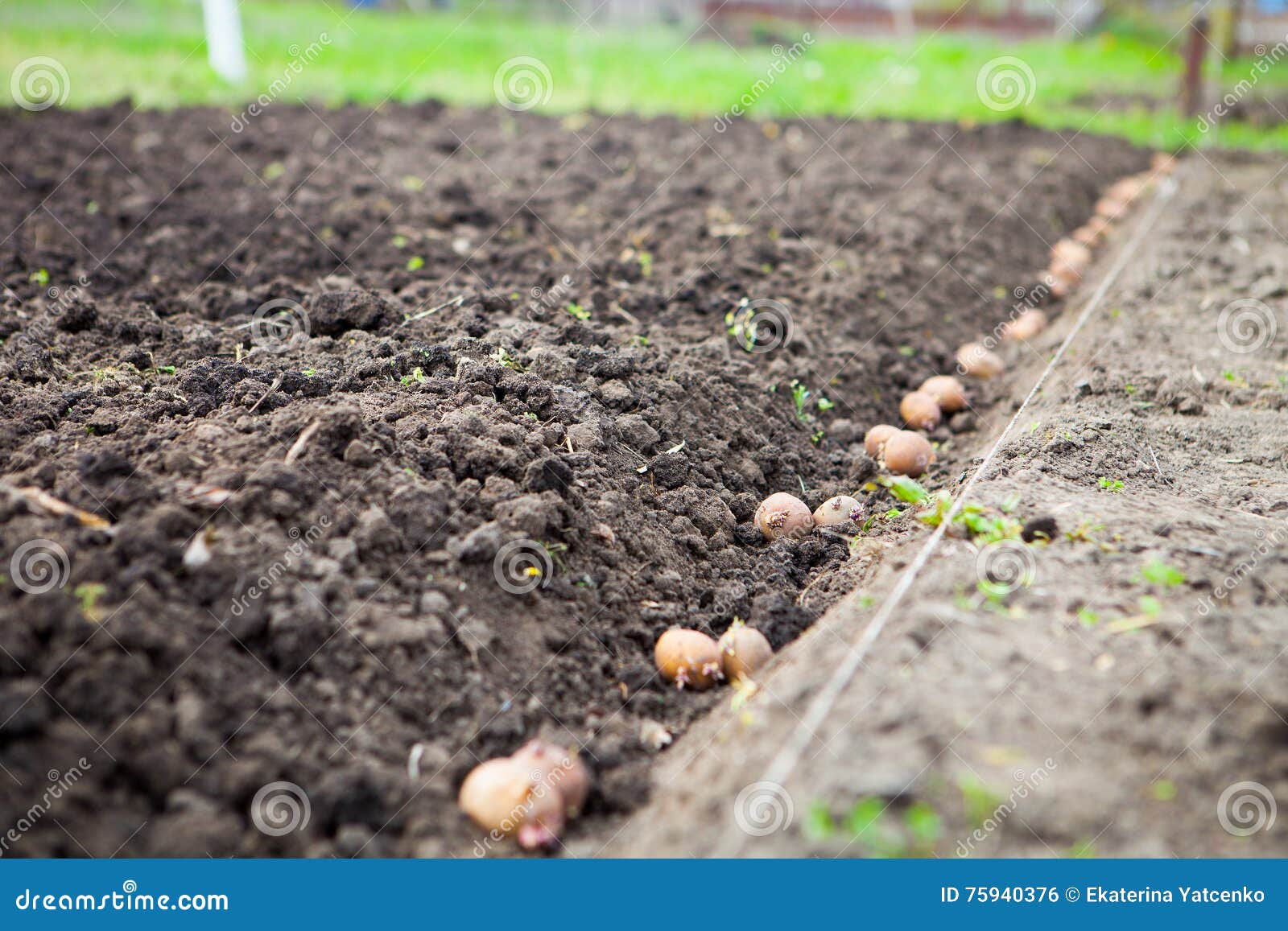 Finished Process of Planting Potato Field in the Vegetable Gard Stock ...