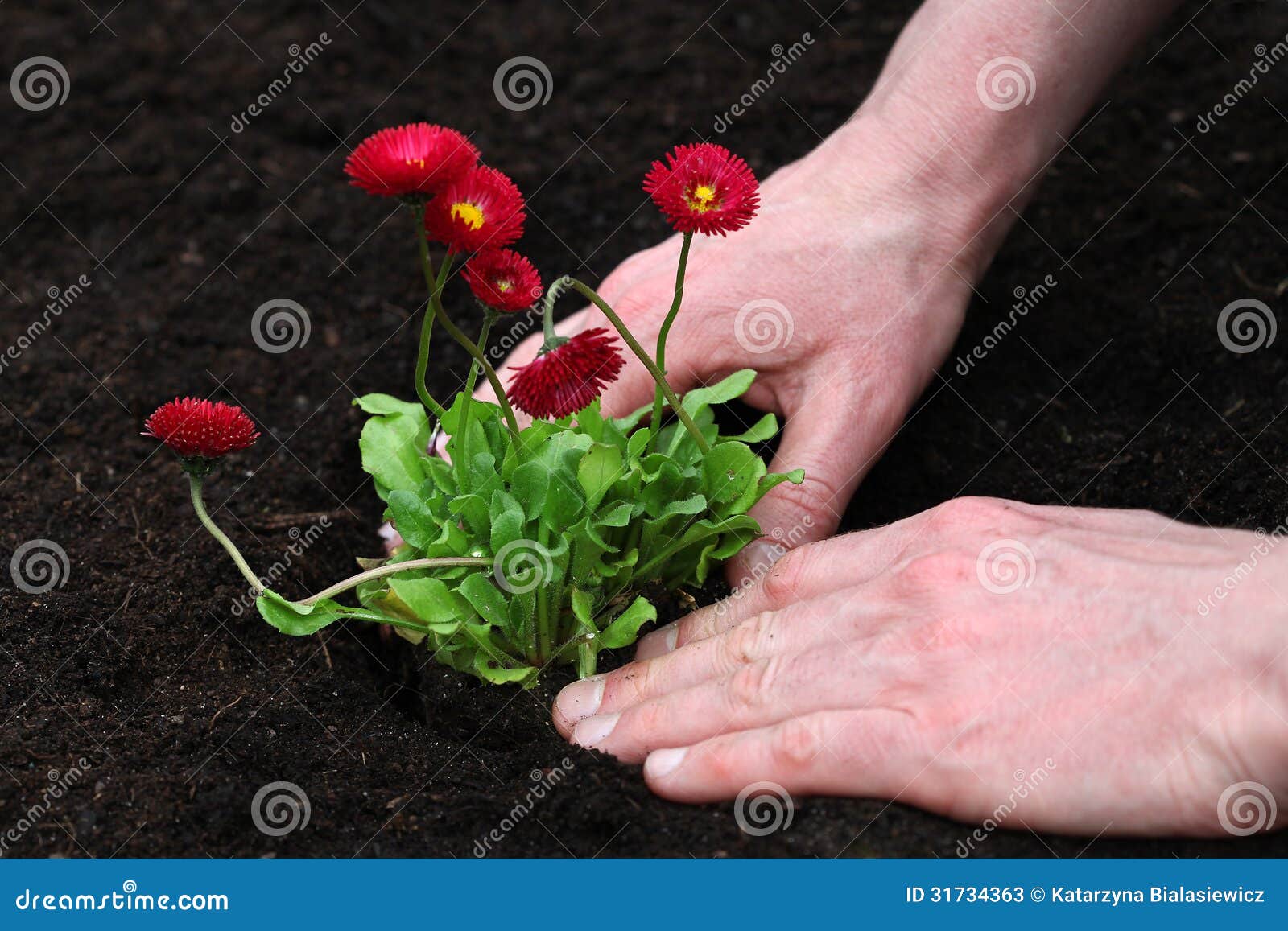 Finishing Planting Daisy Seedling Stock Image - Image of flora ...