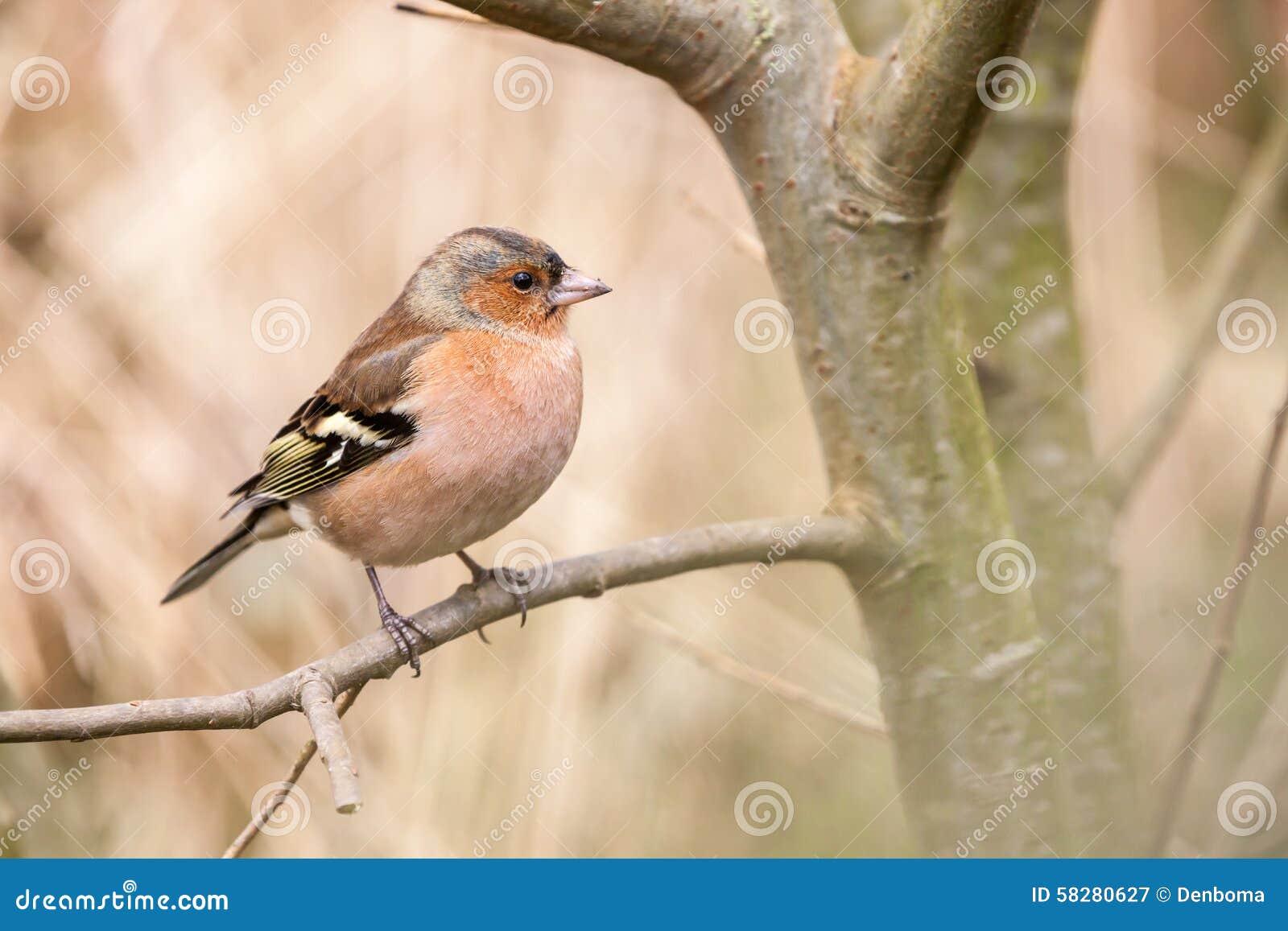 Fink stockbild. Bild von wildnis, zweig, frontseite, rahmen - 58280627